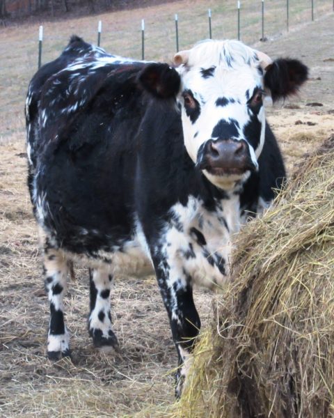 Why Normande Cows - Peaceful Heart Farm